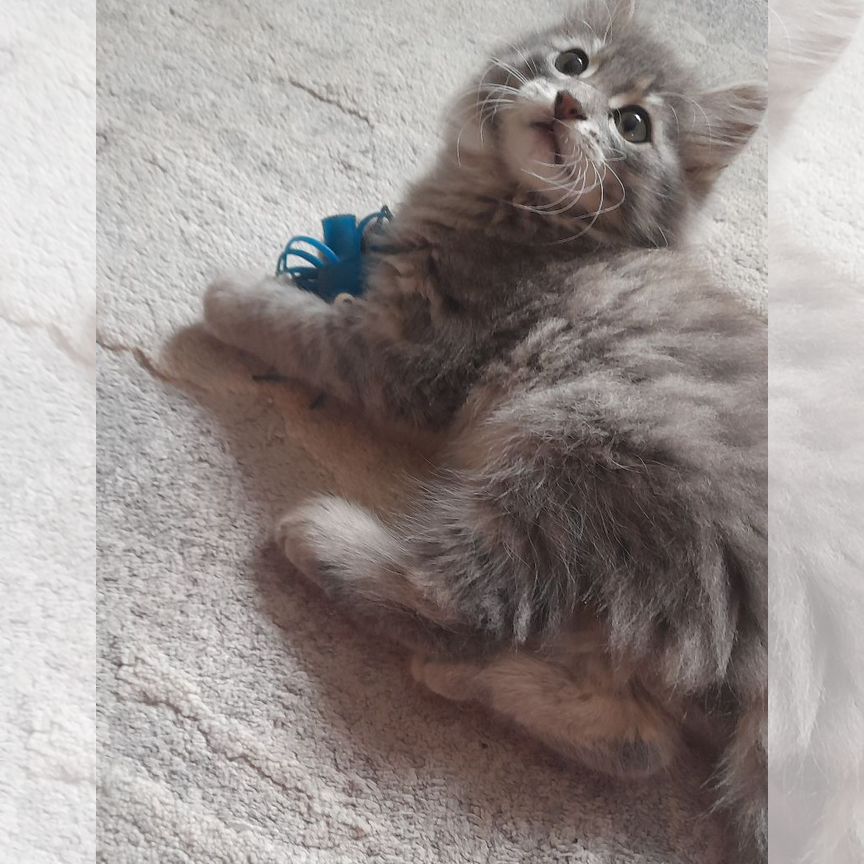 Сибирский котёнок