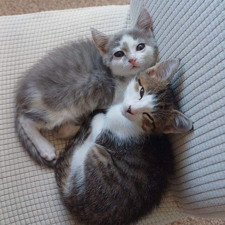 Отдам котят в добрые руки