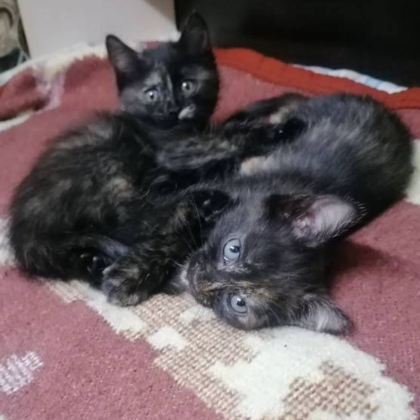 Котята в добрые руки бесплатно мальчики