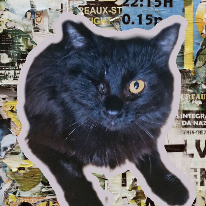 Котик с тяжёлой судьбой