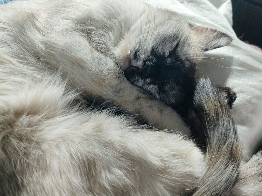 Сиамская кошечка