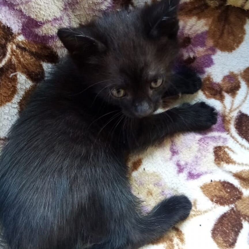 Котенок темно серый