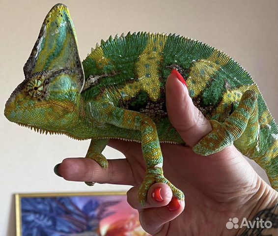 Хамелеон с террариумом