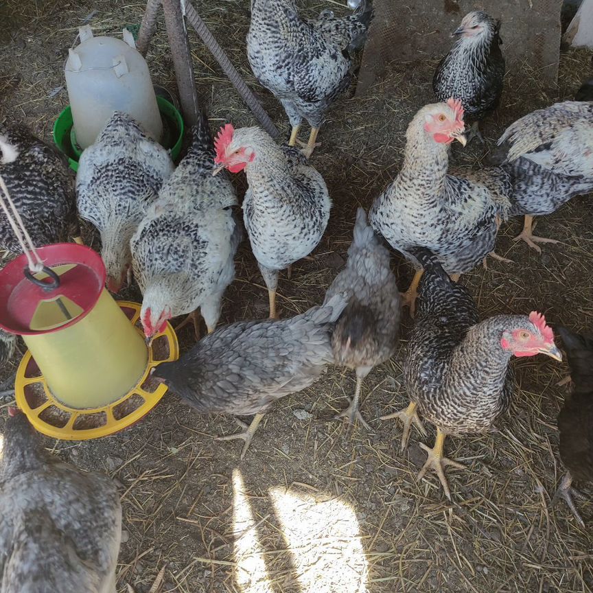 Куры молодки несушки доминант