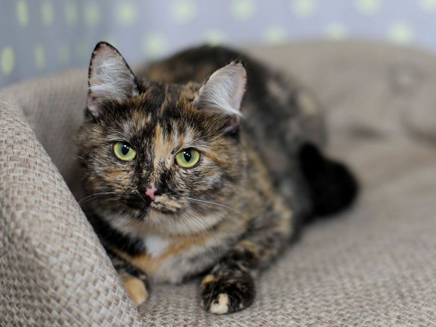 Очень умненькая и прикольная кошечка ищет дом