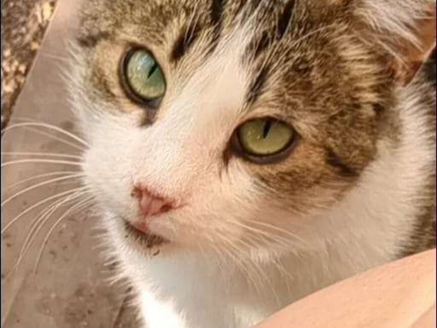 Лерик, молодой котик в добрые руки