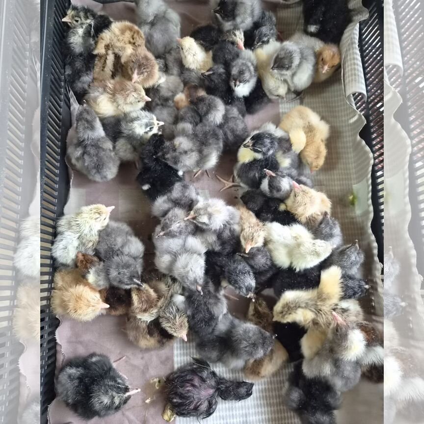 Цыплята породных мясо-яицных кур