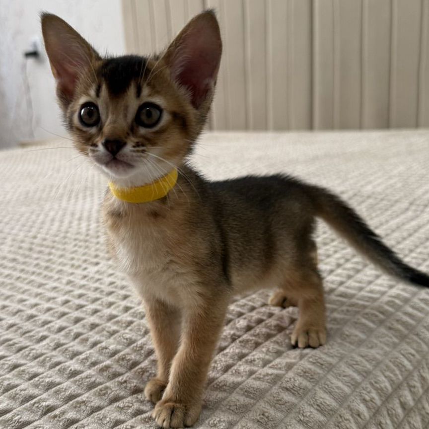 Абиссинские котята