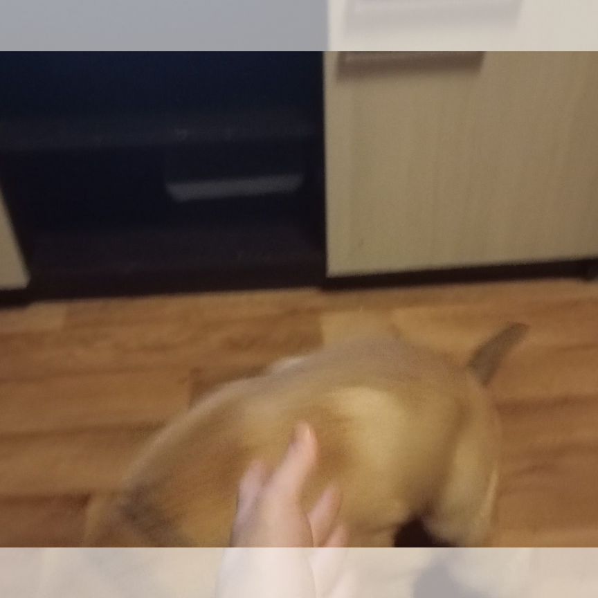 Щенок помесь с питбулем три месяца кушает все