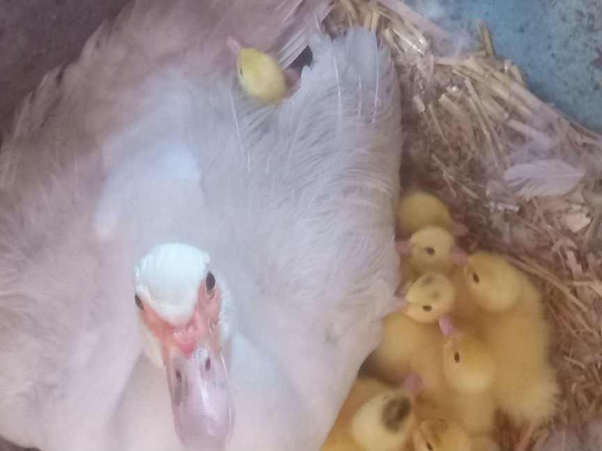 Индоутята белые