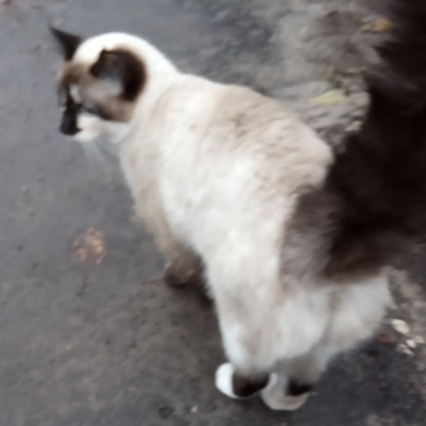 Ищем нового хозяина