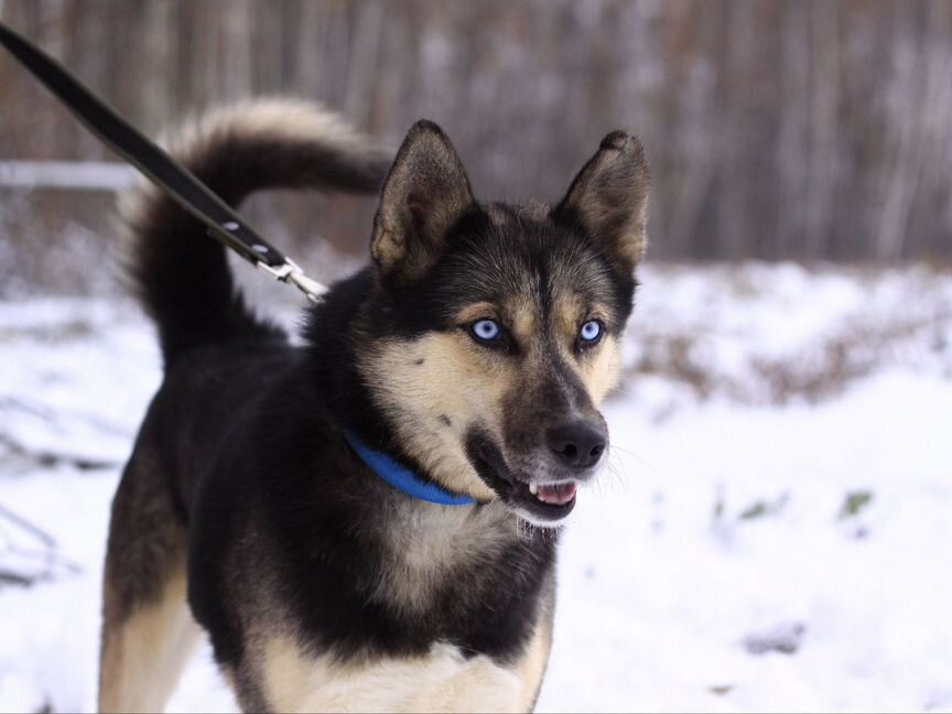 Воспитанная хаски (метис) в дар