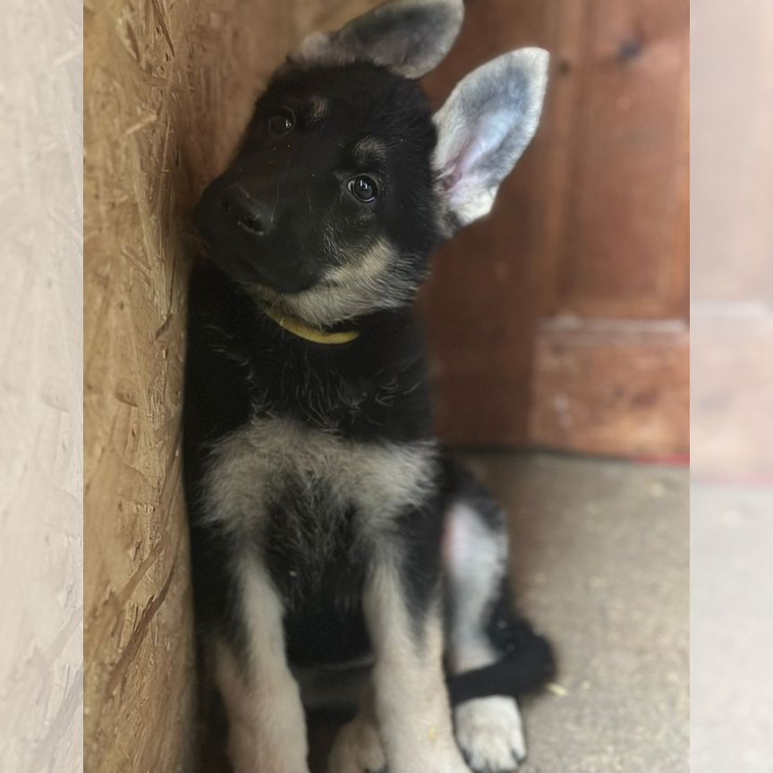 Восточноевропейская овчарка, щенок