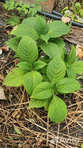 Гортензия древовидная розовая купить в Пятигорске | Товары для дома и ...