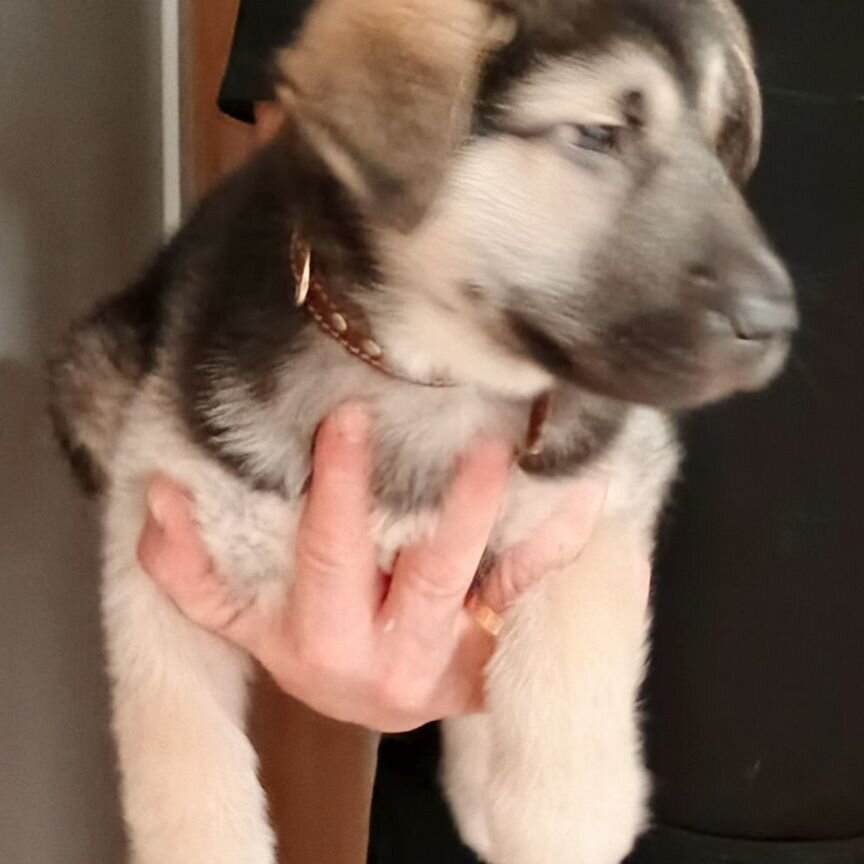 Немецкая овчарка, щенок