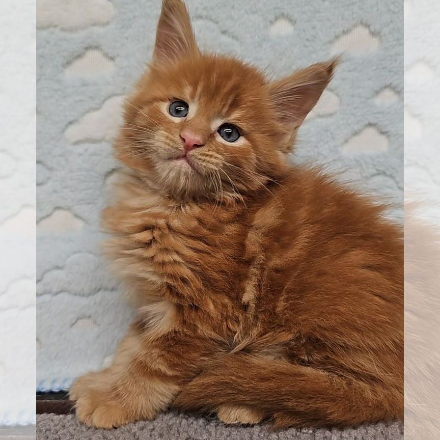 Мейн-кун котёнок