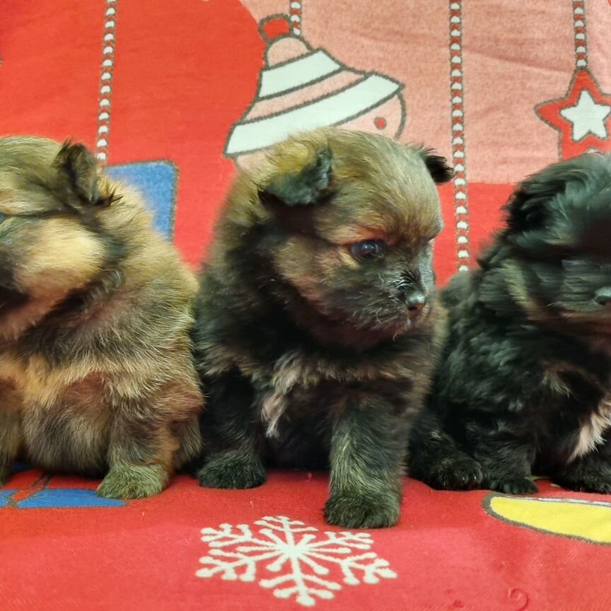 Щенки шпица