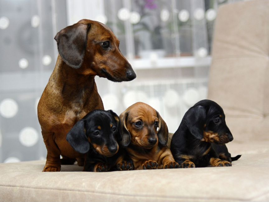 Щенки миниатюрной таксы