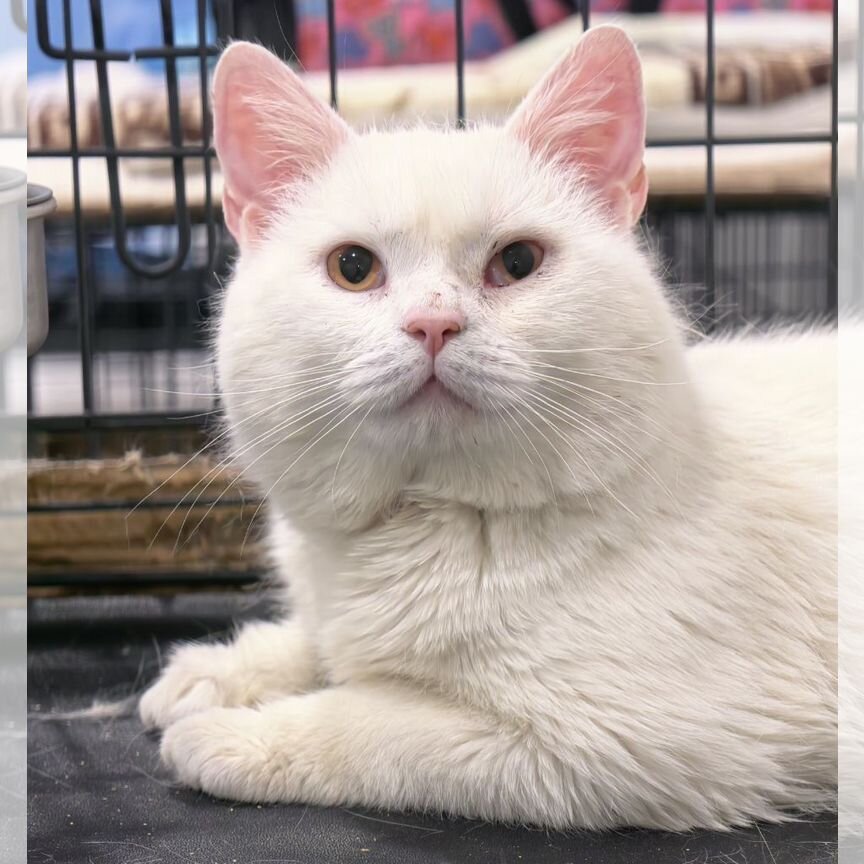 Взрослый кот в добрые руки