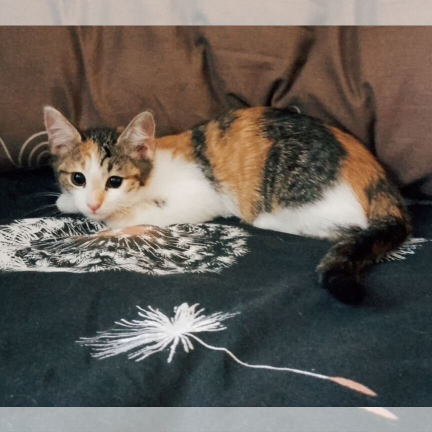 Отдам кошечку в добрые руки, возраст 4 месяца