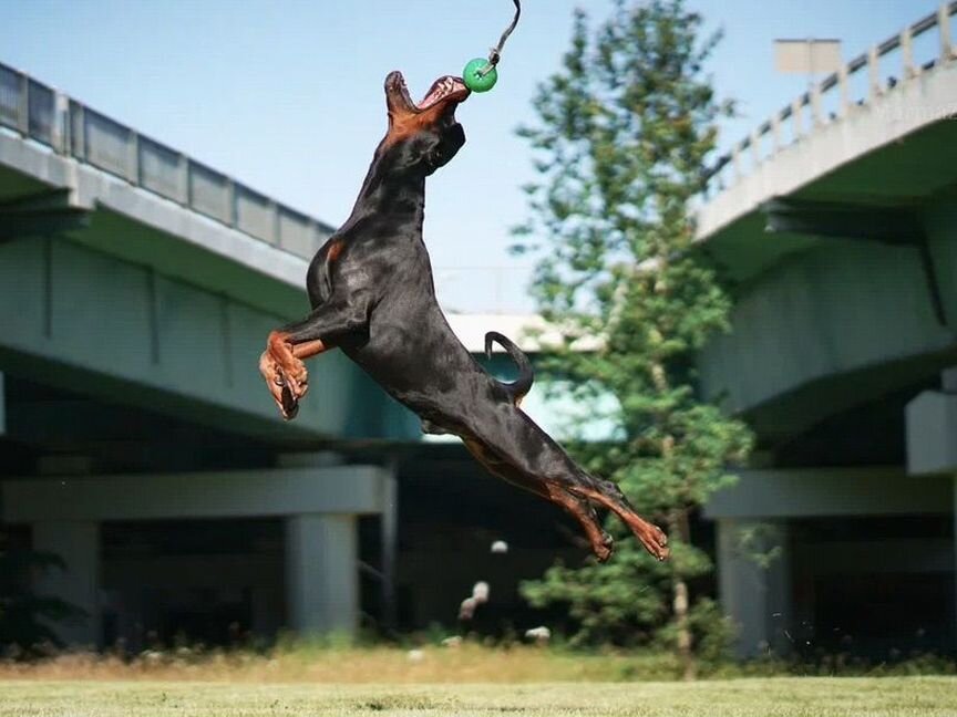 Щенки добермана мальчик