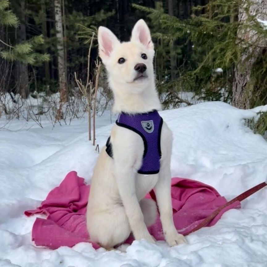 Подопечная приюта