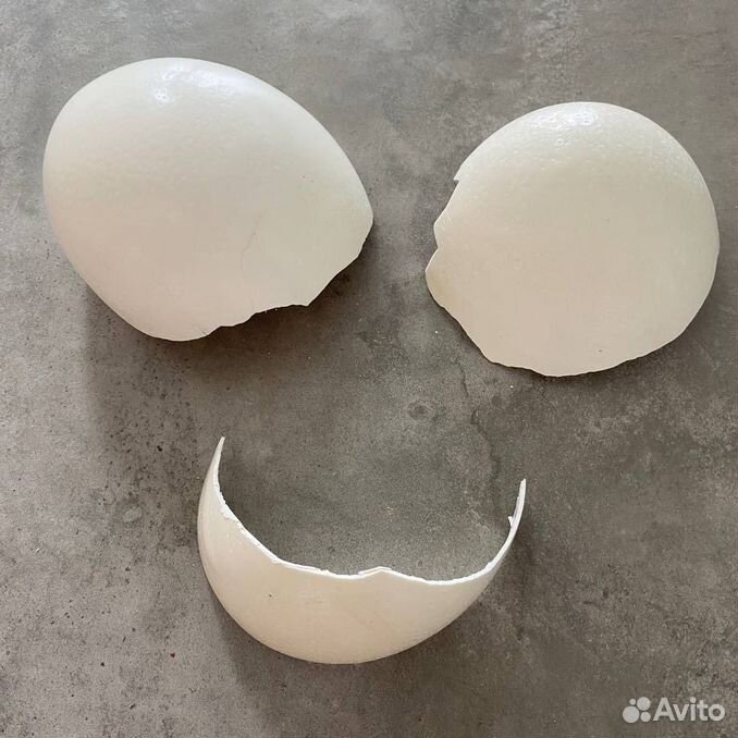 Скорлупа страусиного яйца