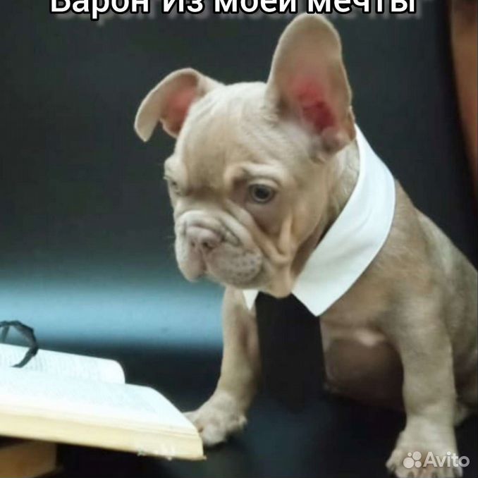 Французский бульдог щенок мальчик Изабелла