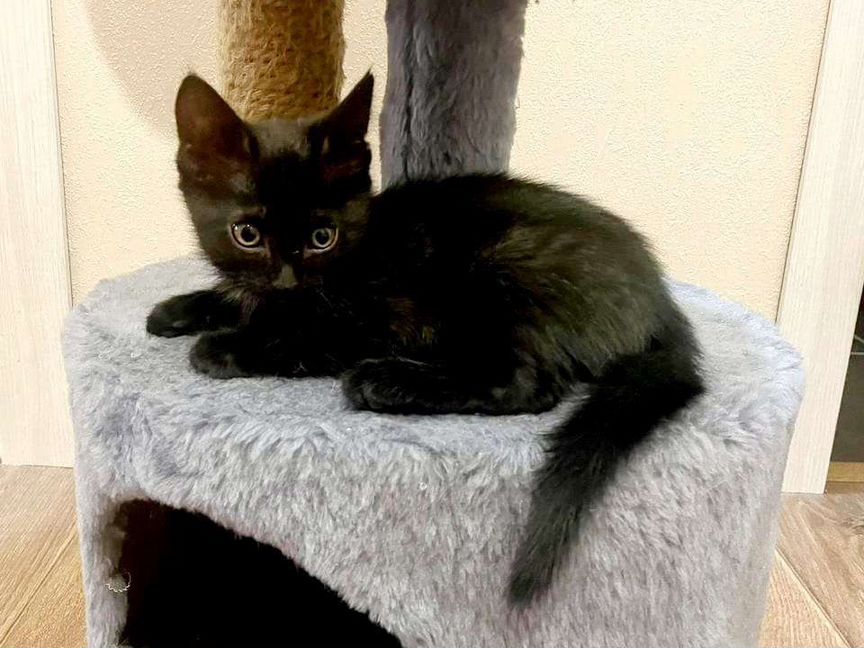 Котенок