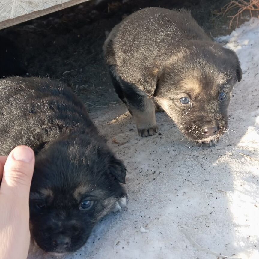 Щенки дворняжки бесплатно