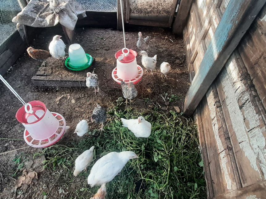 Цыплята домашние 1месяц,3 месяца