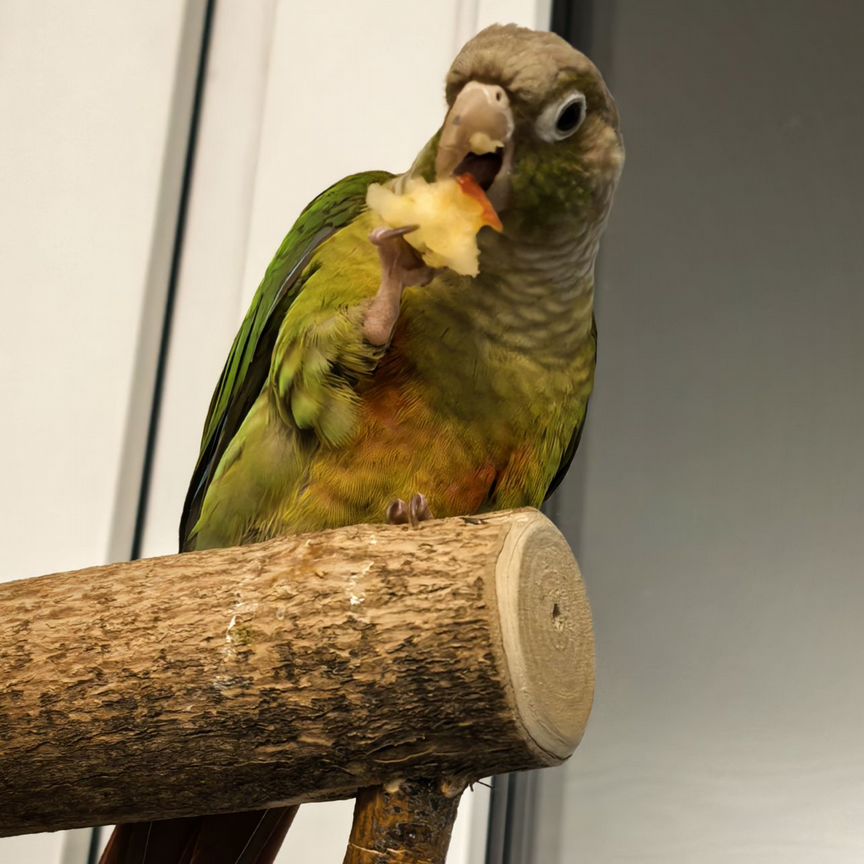 Попугай пиррура