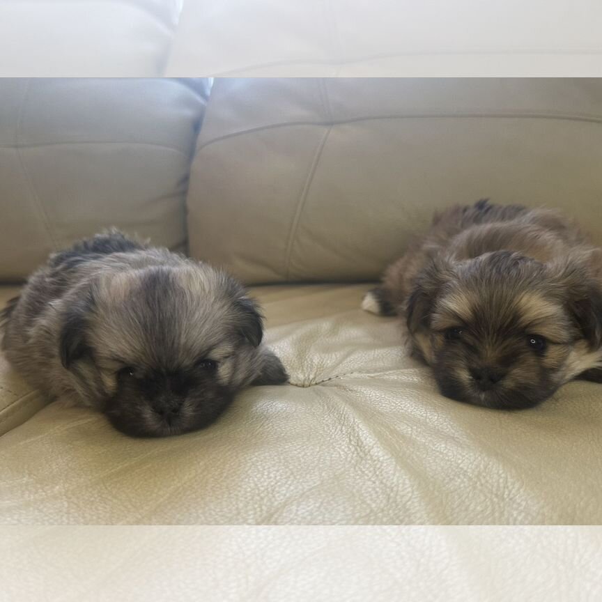 Мальтипу, щенок