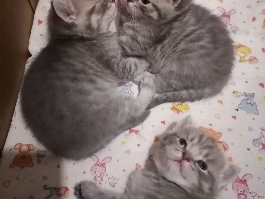 Британские котята прямоухие
