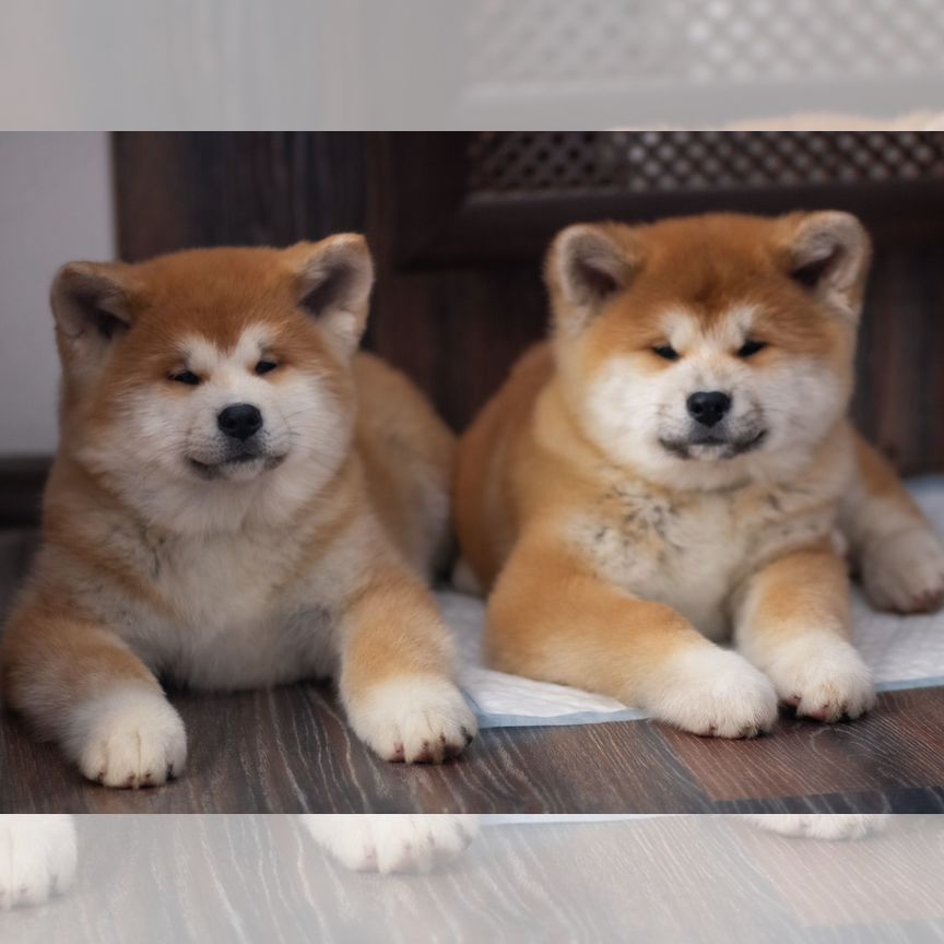 Акита-ину, щенок