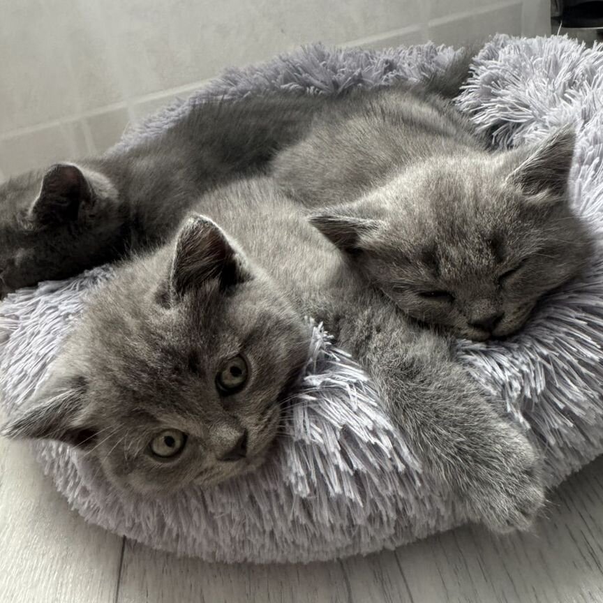 Шотландский прямоухий короткошёрстный котёнок