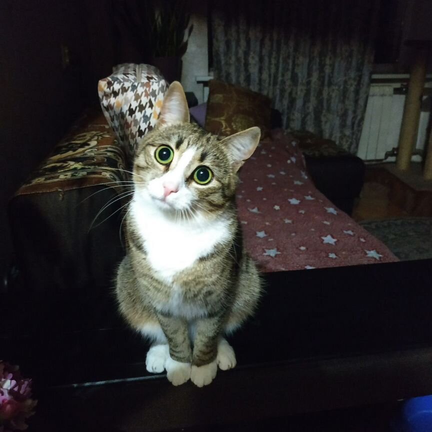 Домашние животные бесплатно