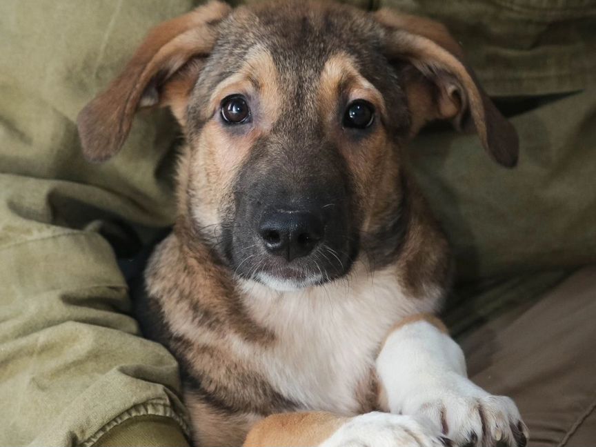 Отдаётся очаровательный щенок-мальчик