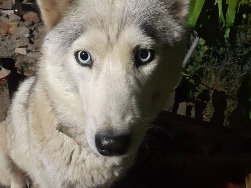 Хаски в добрые руки