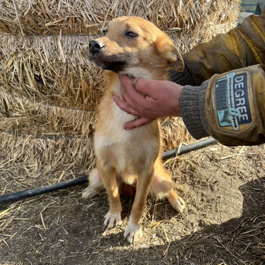 Маленькая собака