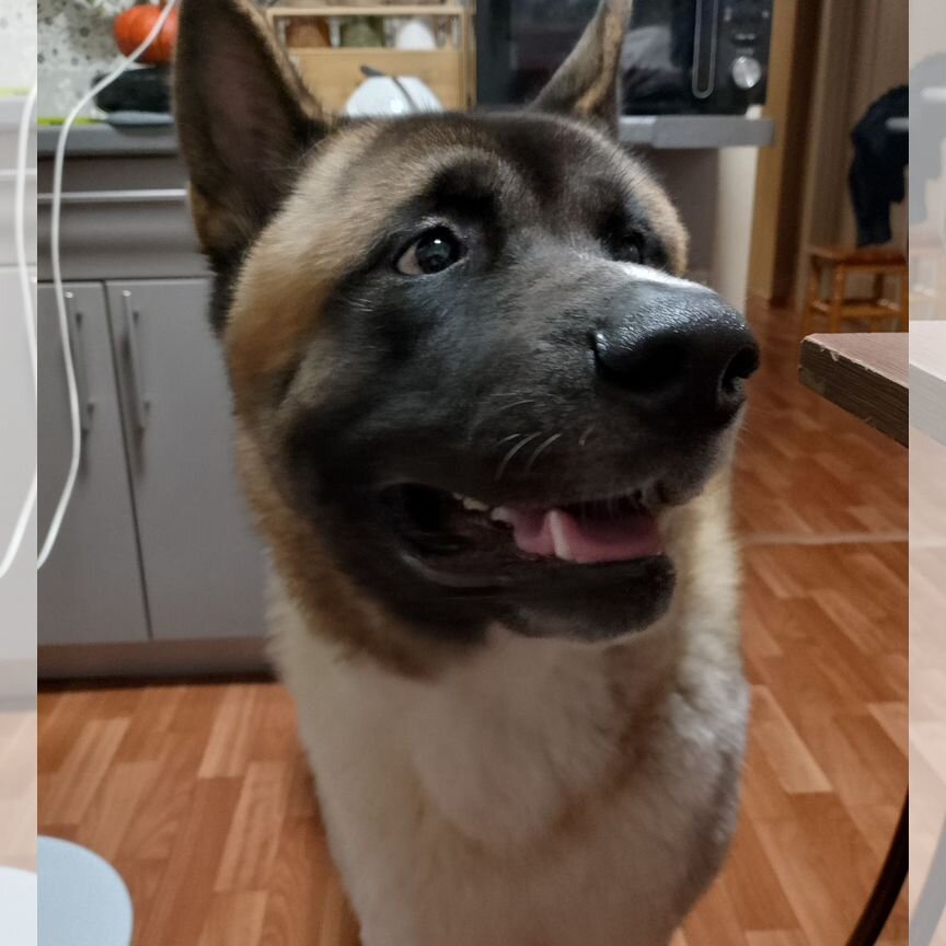 Американская акита, взрослый пёс