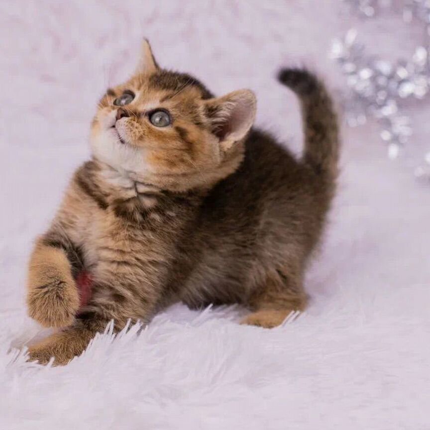 Добрячок котенок британская золотая шиншилла