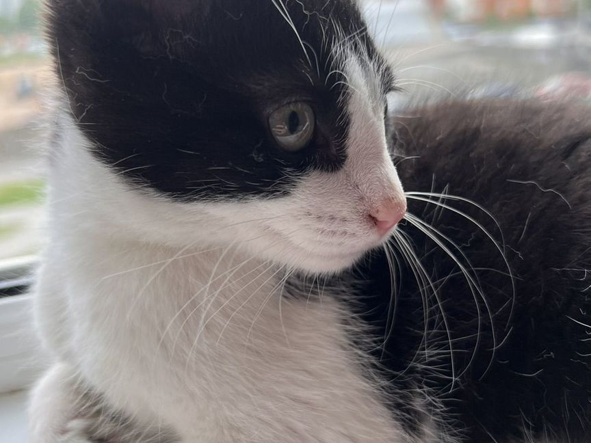 Котик
