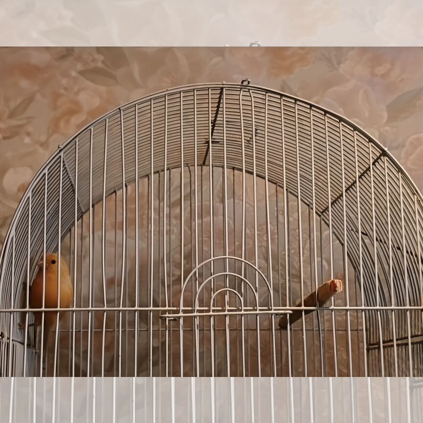 Кенар и канарейка