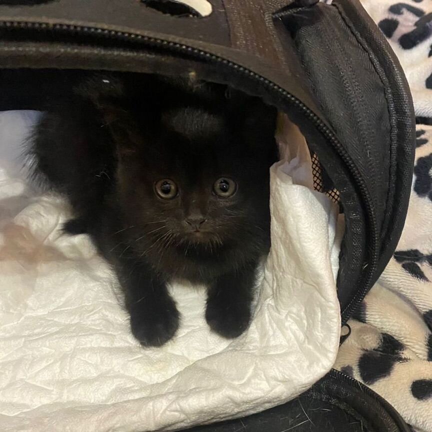 Котёнок в добрые руки