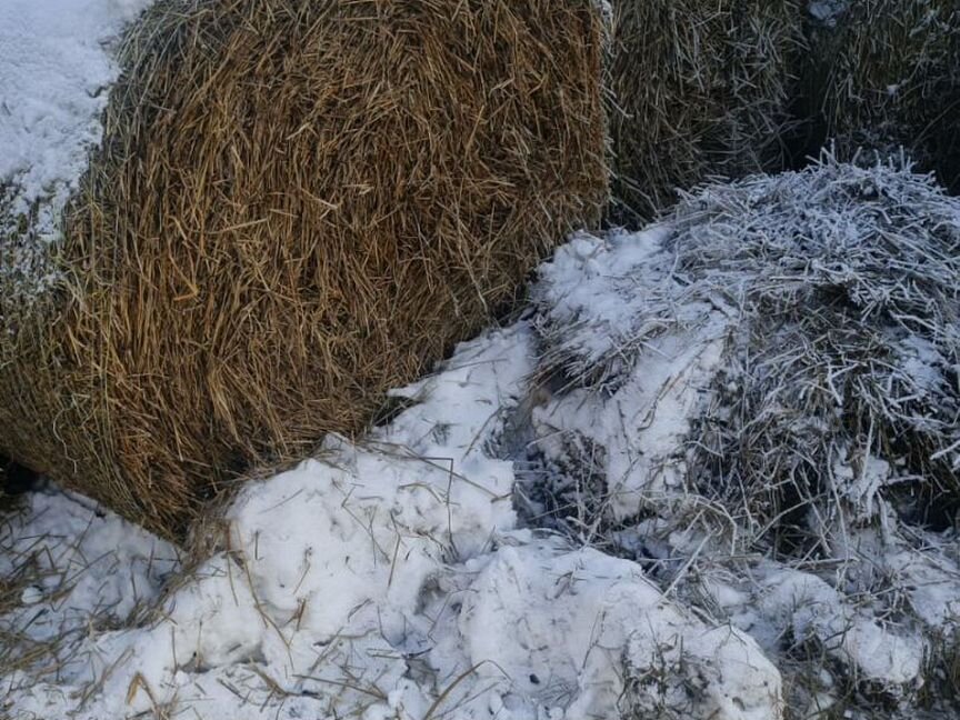 Продаю сено и солома