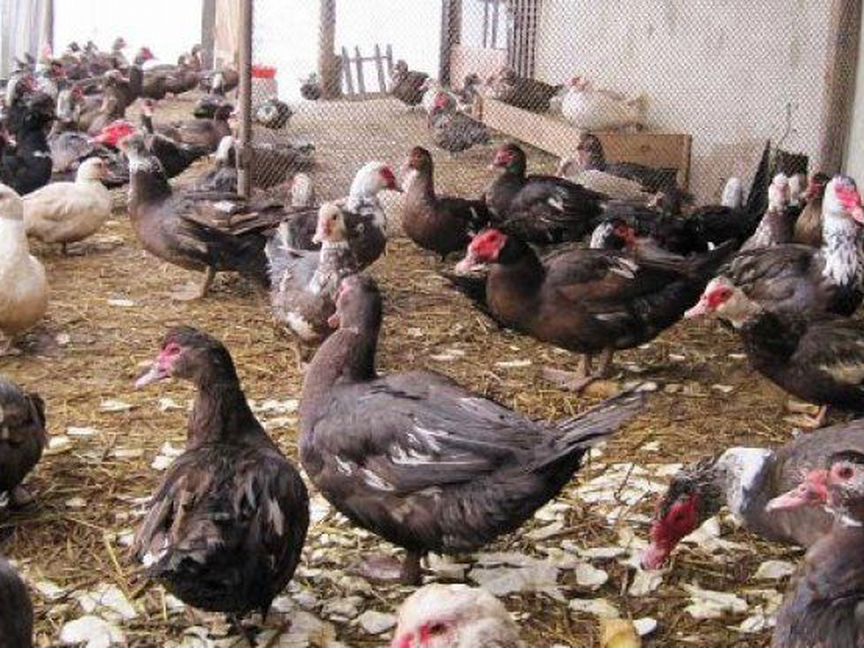 Индоутки, мускусные утки взрослых возрастов, семьи