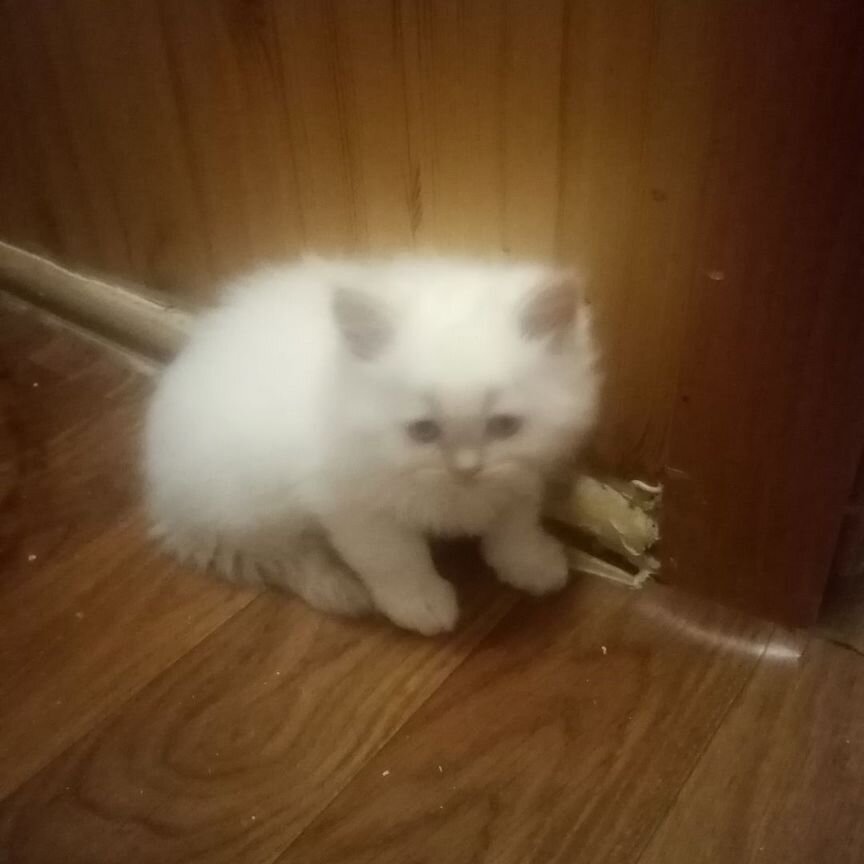 Котята