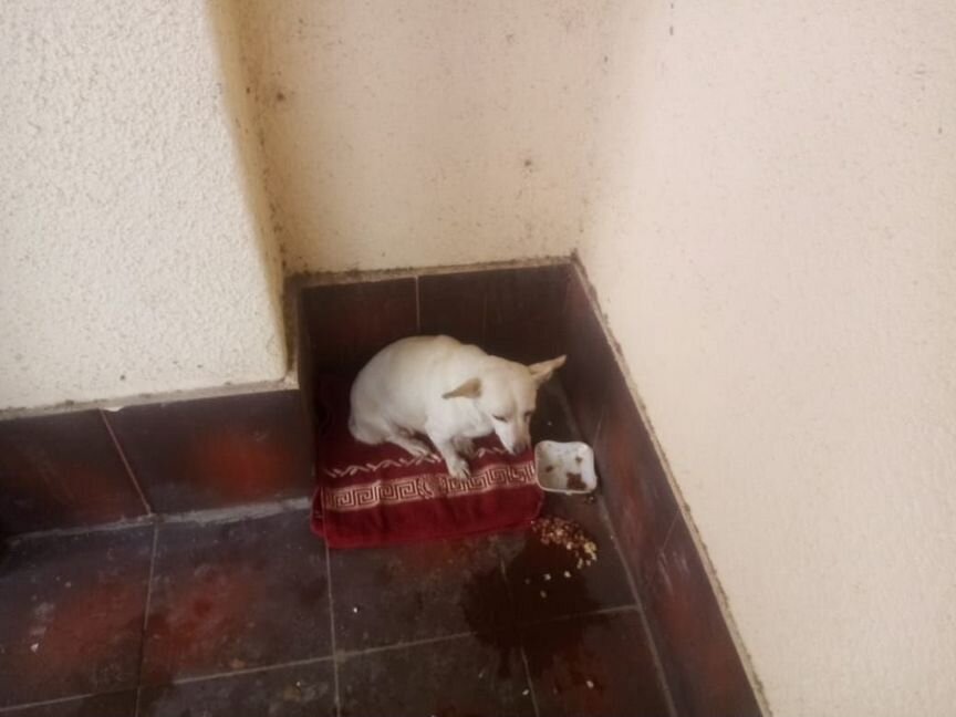 Той терьер замерзает