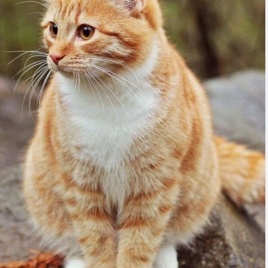 Рыжий котенок мальчик